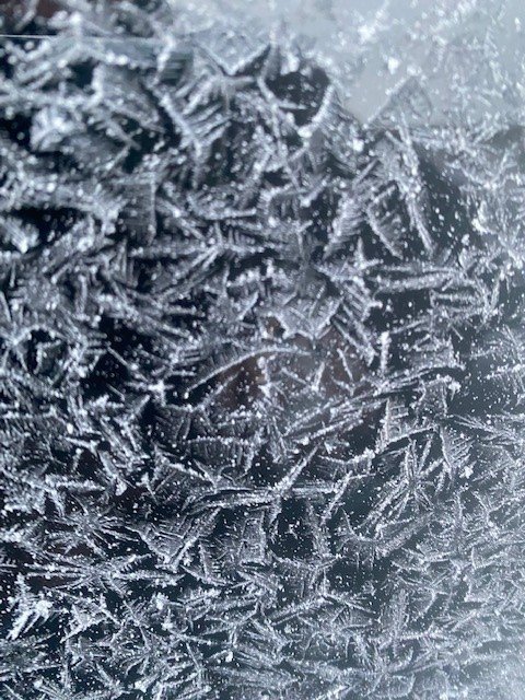 Frost er úti fuglinn minn | Vikublaðið